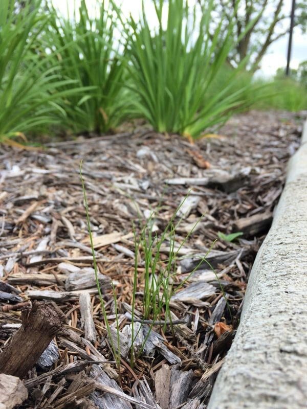 Prairie Onion (Allium stellatum) 3-pack of pots — Blazing Star Gardens