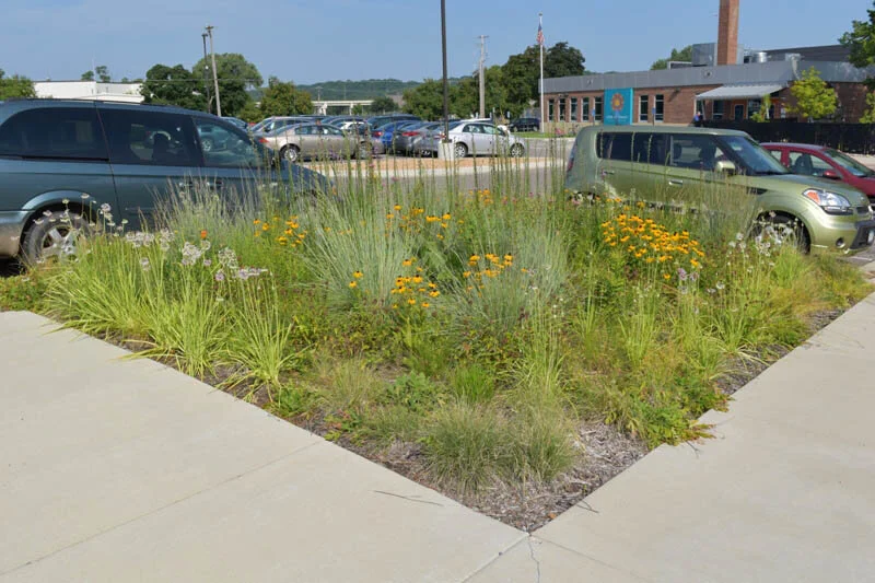 Prairie Onion (Allium stellatum) 3-pack of pots — Blazing Star Gardens
