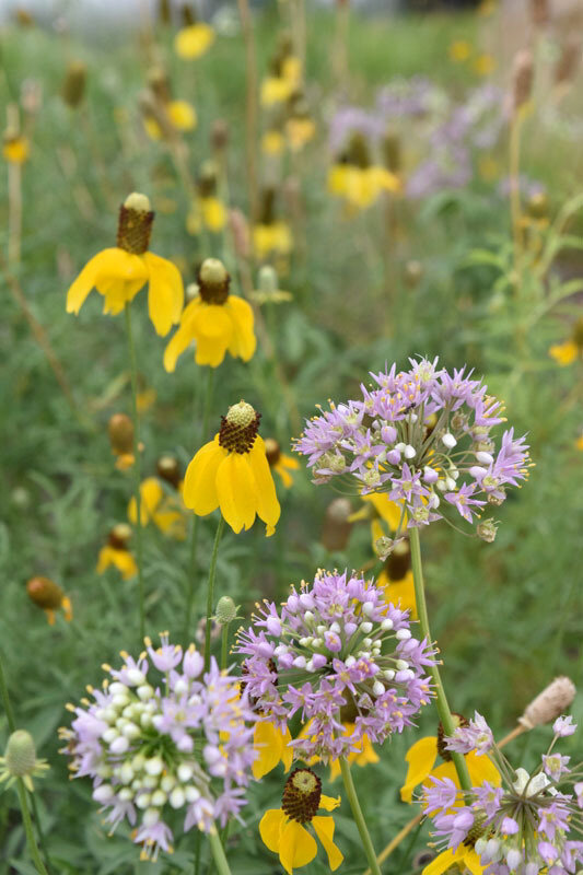 Prairie Onion (Allium stellatum) 3-pack of pots — Blazing Star Gardens