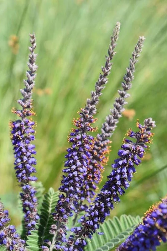 Lead Plant (Amorpha canescens) 12-pack of plugs — Blazing Star Gardens