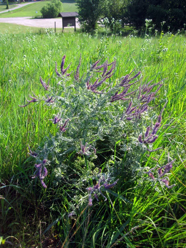 Lead Plant (Amorpha canescens) 3-pack of pots — Blazing Star Gardens