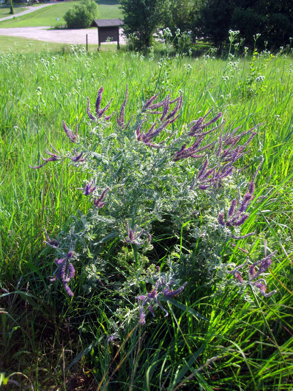 Lead Plant (Amorpha canescens) 3.5" pot — Blazing Star Gardens