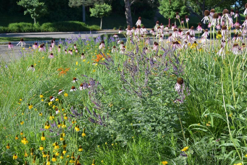 Lead Plant (Amorpha canescens) 3-pack of pots — Blazing Star Gardens