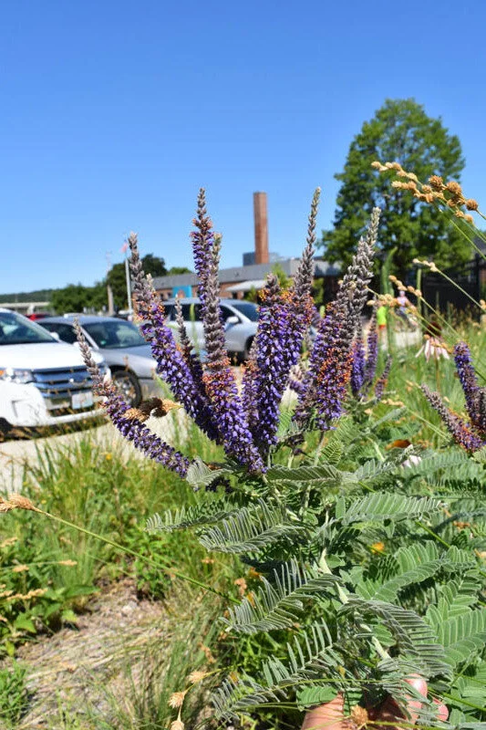 Lead Plant (Amorpha canescens) 3.5" pot — Blazing Star Gardens