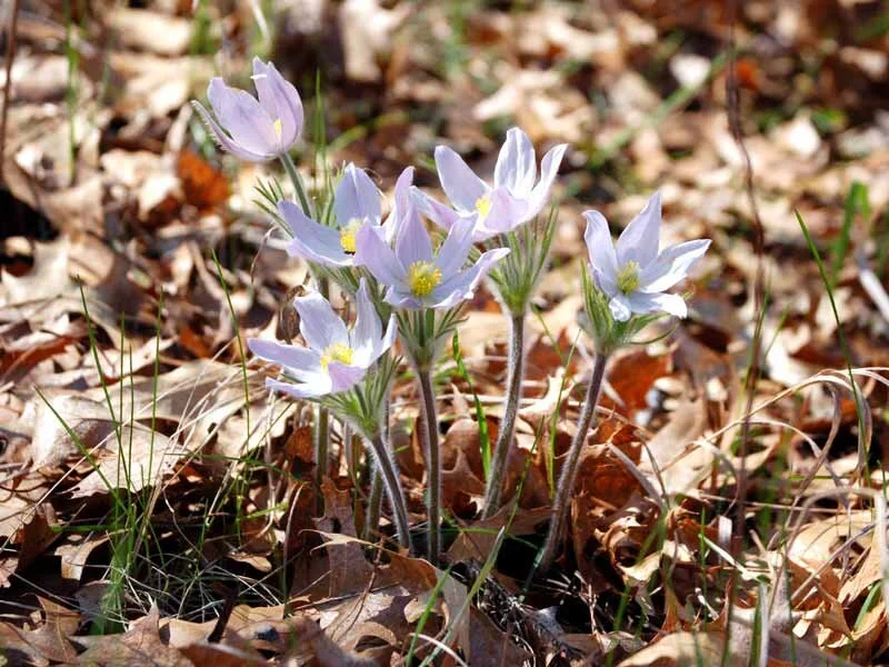 Pasque Flower (Anemone patens) 3-pack of pots — Blazing Star Gardens