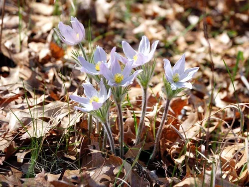 Pasque Flower (Anemone patens) 3-pack of pots — Blazing Star Gardens