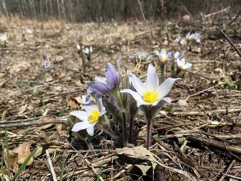 Pasque Flower (Anemone patens) 3-pack of pots — Blazing Star Gardens