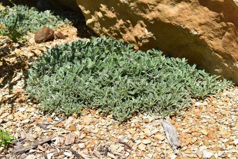 Pussytoes (Antennaria plantaginifolia) 3-pack of pots — Blazing Star ...