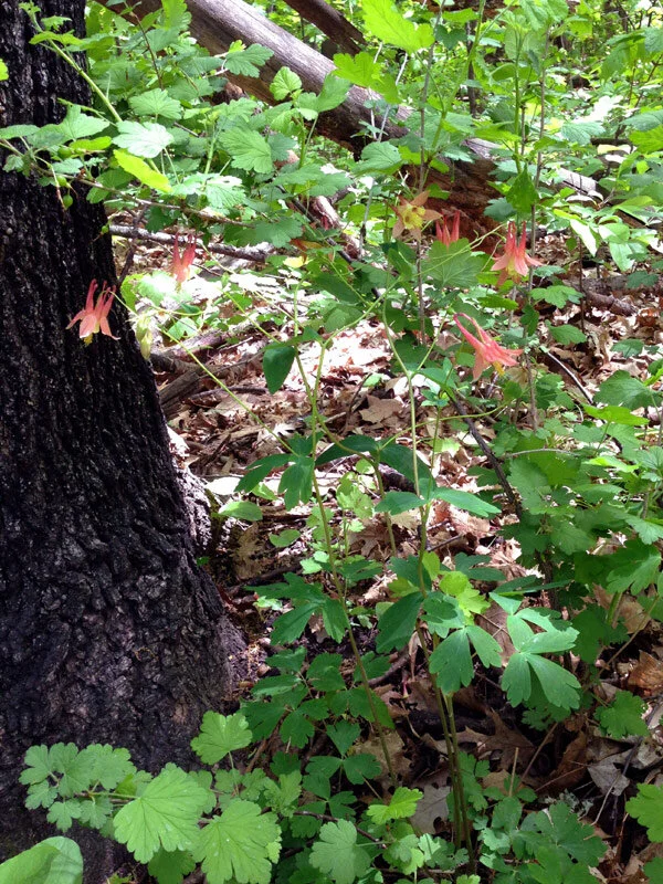 Columbine (Aquilegia canadensis) 3-pack of pots — Blazing Star Gardens