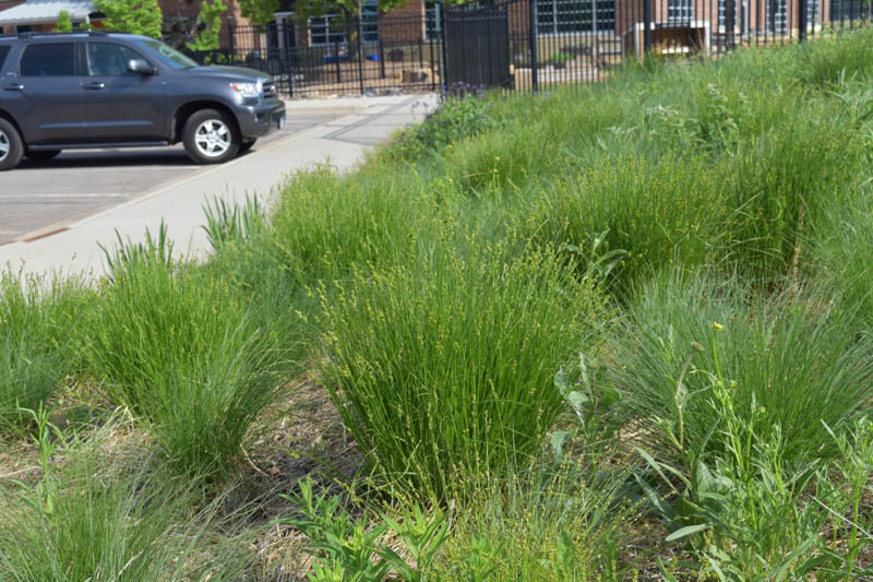 Prairie Sedge (Carex brevior) 3-pack of pots — Blazing Star Gardens
