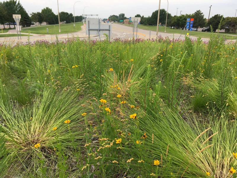 Prairie Sedge (Carex brevior) 3-pack of pots — Blazing Star Gardens