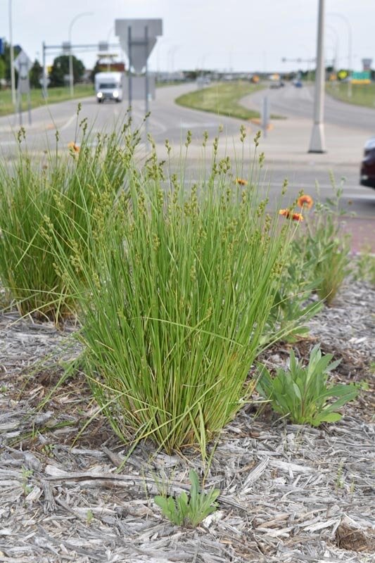Fox Sedge (Carex vulpinoidea) 3-pack of pots — Blazing Star Gardens