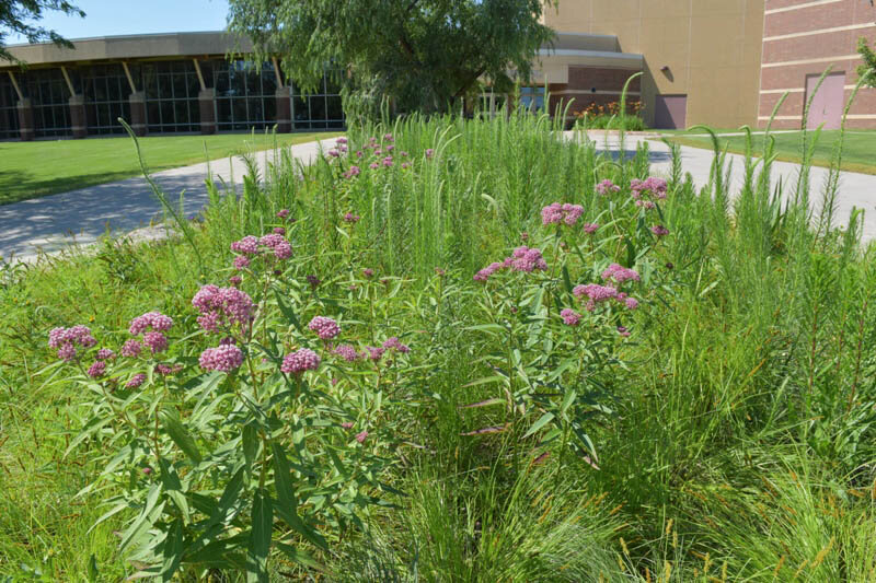 Swamp Milkweed