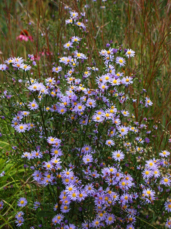 Sky Blue Aster (Aster oolentangiense) 3-pack of pots — Blazing Star Gardens