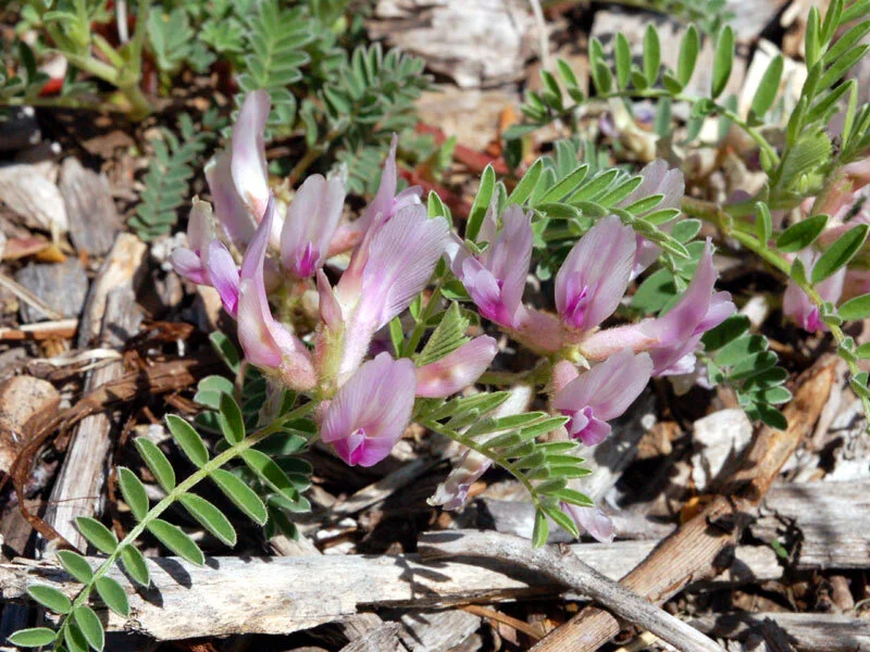 Ground Plum (Astragalus crassicarpus) 3-pack of pots — Blazing Star Gardens