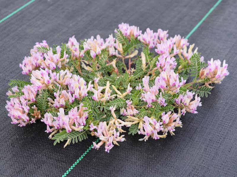 Ground Plum (Astragalus crassicarpus) 3-pack of pots — Blazing Star Gardens