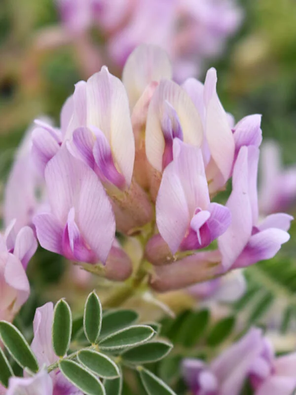 Ground Plum (Astragalus crassicarpus) 3-pack of pots — Blazing Star Gardens