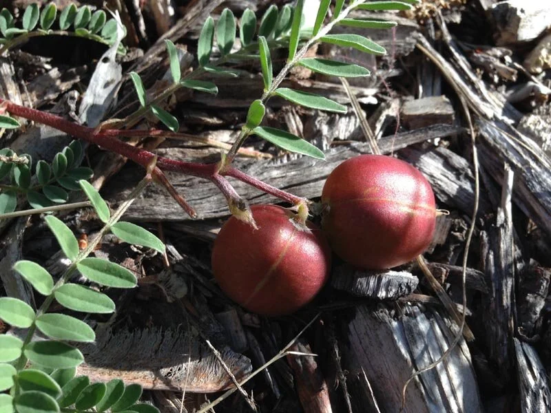 Ground Plum (Astragalus crassicarpus) 3-pack of pots — Blazing Star Gardens