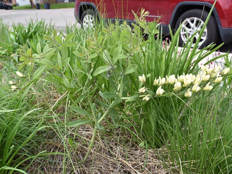 Cream Wild Indigo (Baptisia bracteata) 3-pack of pots — Blazing Star ...