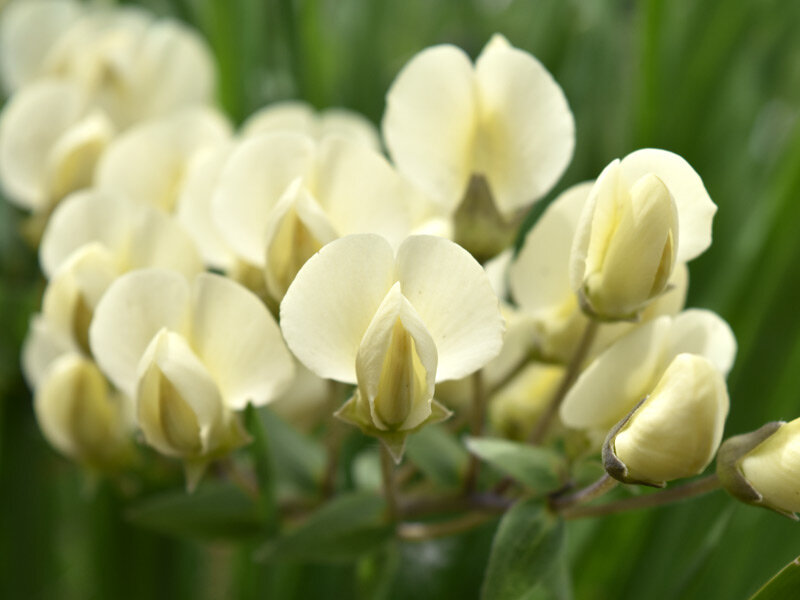 Cream Wild Indigo (Baptisia bracteata) 3-pack of pots — Blazing Star ...