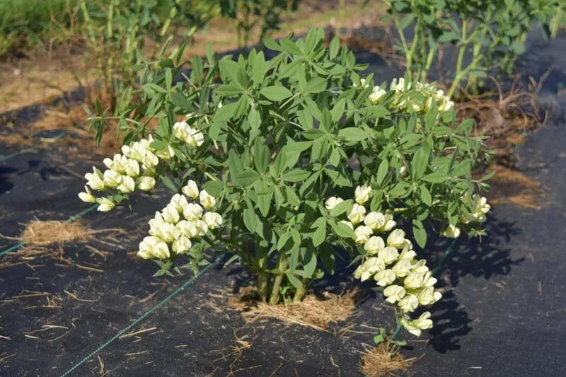 Cream Wild Indigo (Baptisia bracteata) 3-pack of pots — Blazing Star ...