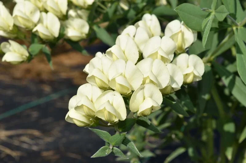 Cream Wild Indigo (Baptisia bracteata) 3-pack of pots — Blazing Star ...