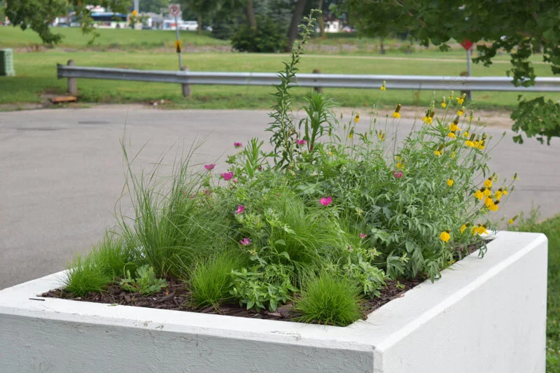 Purple Poppy Mallow (Callirhoe involucrata) 3-pack of pots — Blazing ...