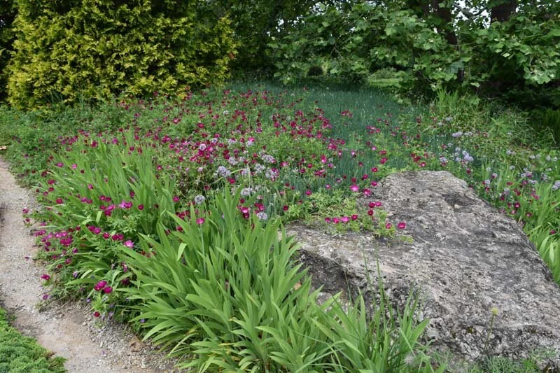 Purple Poppy Mallow (Callirhoe involucrata) 3-pack of pots — Blazing ...