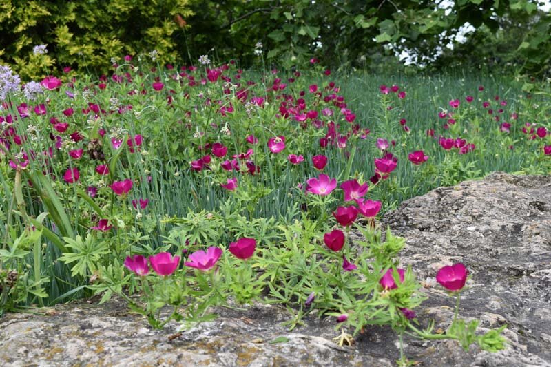 Purple Poppy Mallow (Callirhoe involucrata) 3-pack of pots — Blazing ...