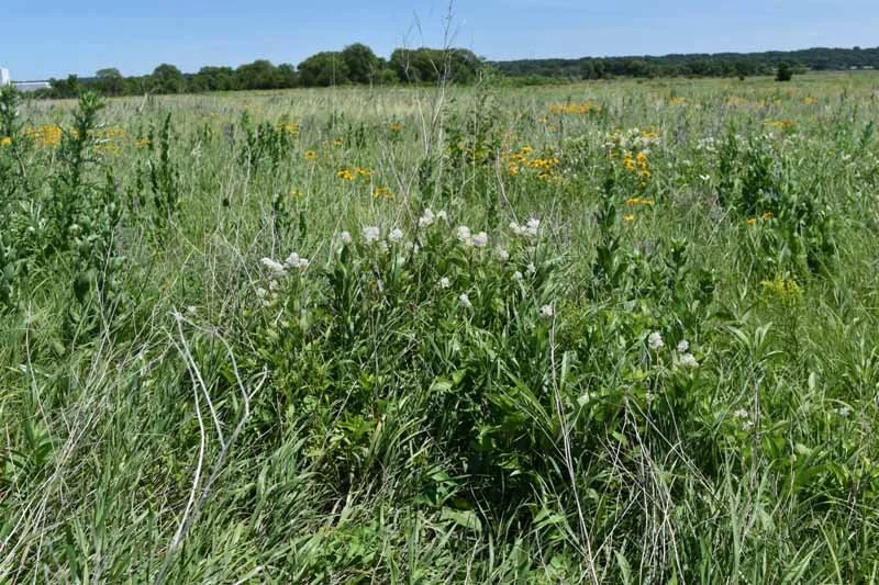 New Jersey Tea (Ceanothus americanus) 3-pack of pots — Blazing Star Gardens