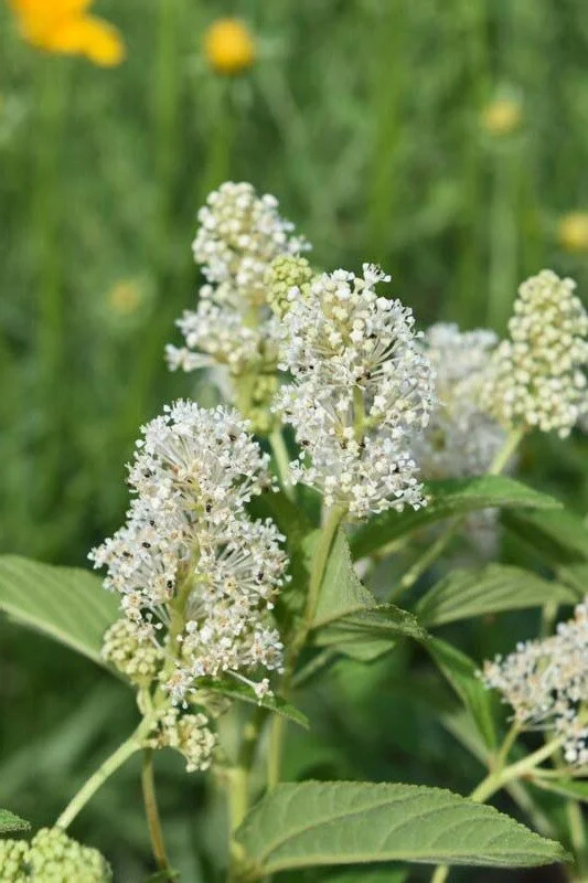 New Jersey Tea (Ceanothus americanus) 12-pack of plugs — Blazing Star ...