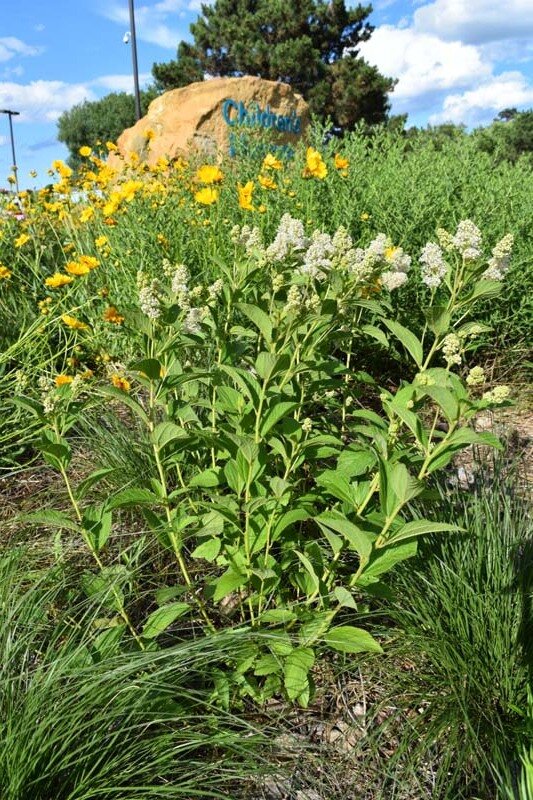 New Jersey Tea (Ceanothus americanus) 3-pack of pots — Blazing Star Gardens