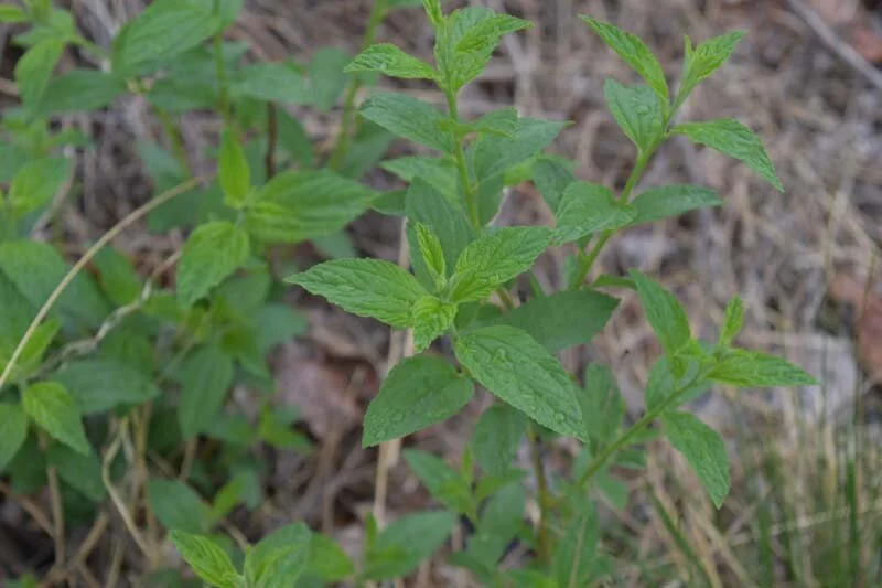 New Jersey Tea (Ceanothus americanus) 3-pack of pots — Blazing Star Gardens