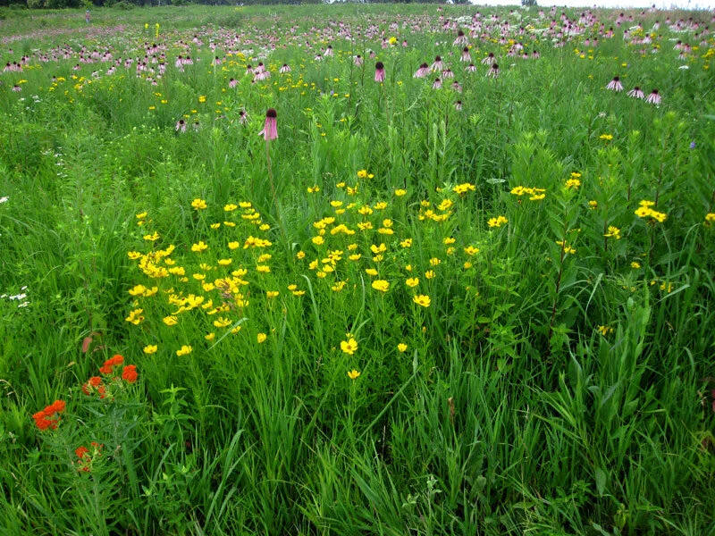 Prairie Coreopsis (Coreopsis palmata) 3-pack of pots — Blazing Star Gardens