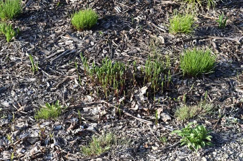 Prairie Coreopsis (Coreopsis palmata) 12-pack of plugs — Blazing Star ...
