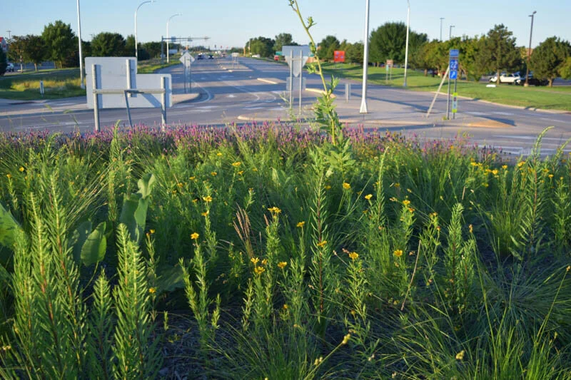 Prairie Coreopsis (Coreopsis palmata) 12-pack of plugs — Blazing Star ...