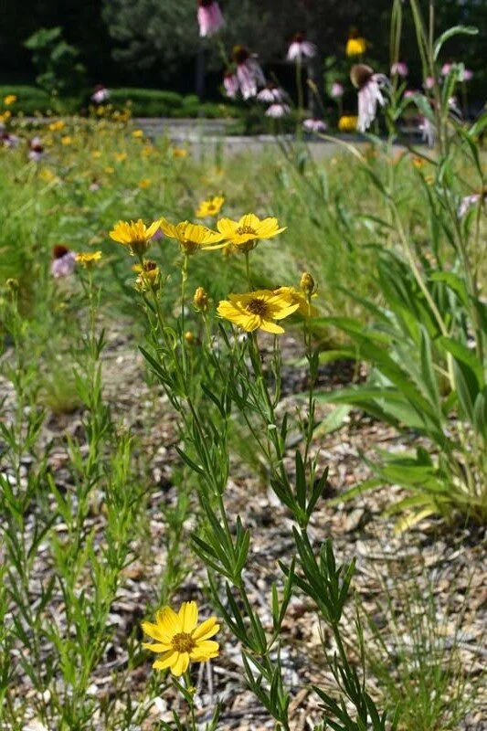 Prairie Coreopsis (Coreopsis palmata) 12-pack of plugs — Blazing Star ...