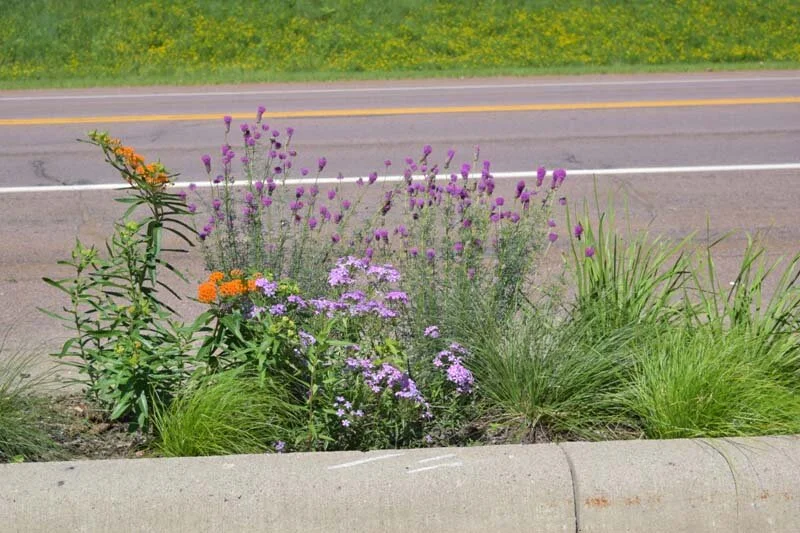 Purple Prairie Clover (Dalea purpurea) 3-pack of pots — Blazing Star ...