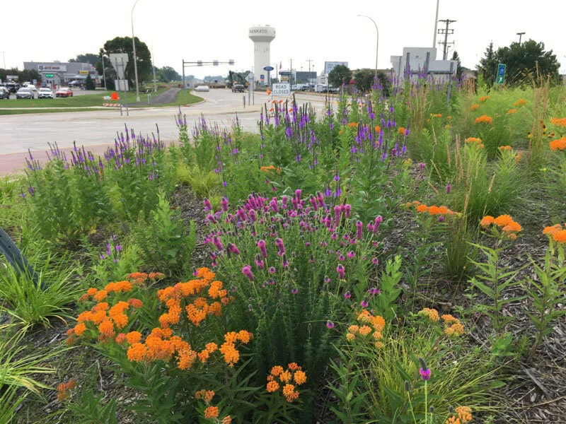 Purple Prairie Clover (Dalea purpurea) 3-pack of pots — Blazing Star ...