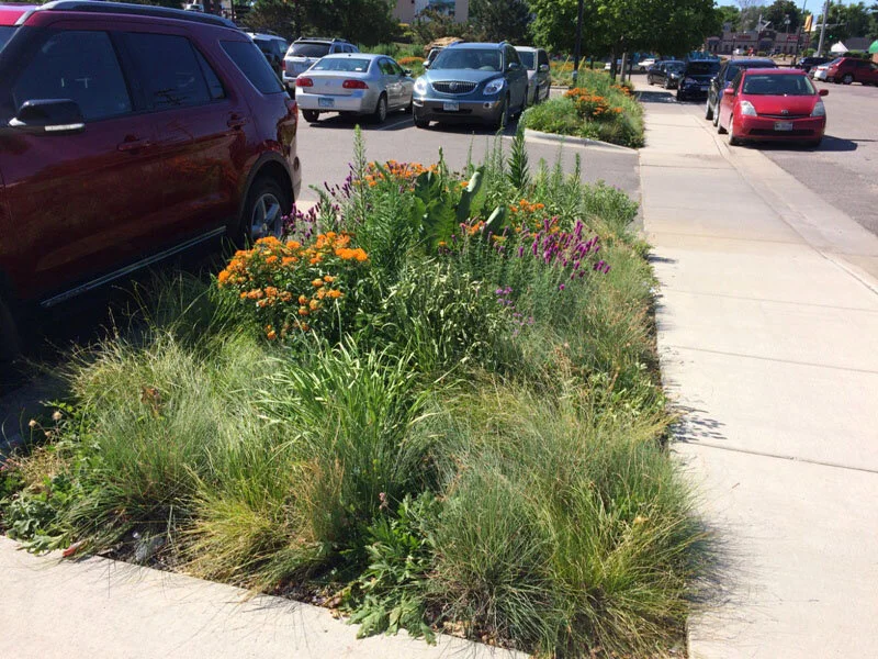 Purple Prairie Clover (Dalea purpurea) 3-pack of pots — Blazing Star ...
