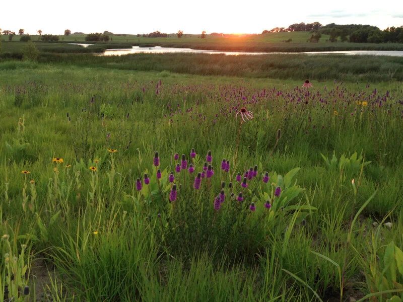 Purple Prairie Clover (Dalea purpurea) 3-pack of pots — Blazing Star ...