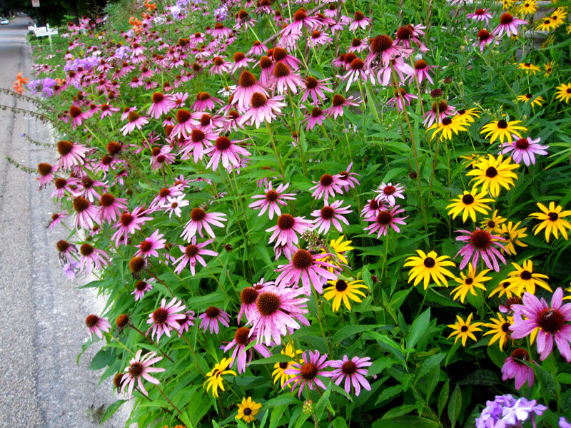 Purple Coneflower (Echinacea purpurea) 3.5" pot — Blazing Star Gardens