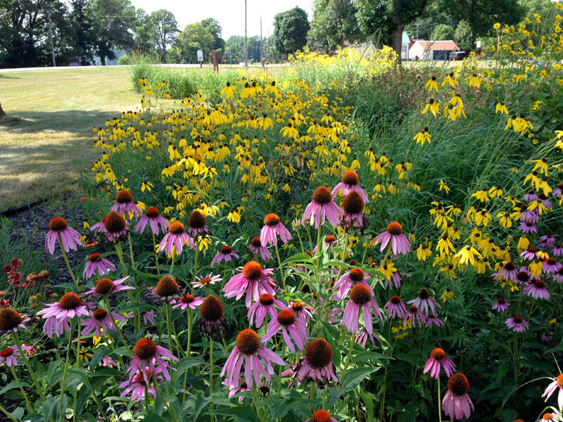 Purple Coneflower (Echinacea purpurea) 12-pack of plugs — Blazing Star ...