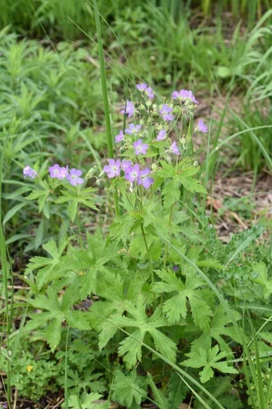Wild Geranium (Geranium maculatum) 3-pack of pots — Blazing Star Gardens