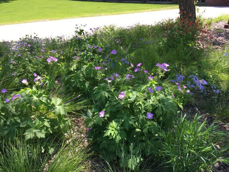 Wild Geranium (Geranium maculatum) 3-pack of pots — Blazing Star Gardens