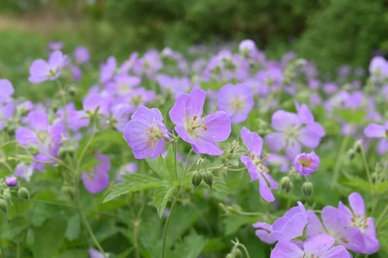 Wild Geranium (Geranium maculatum) 3-pack of pots — Blazing Star Gardens
