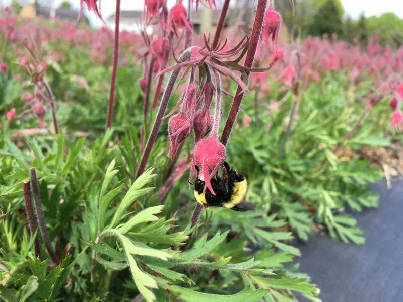 Prairie Smoke (Geum triflorum) 3-pack of pots — Blazing Star Gardens