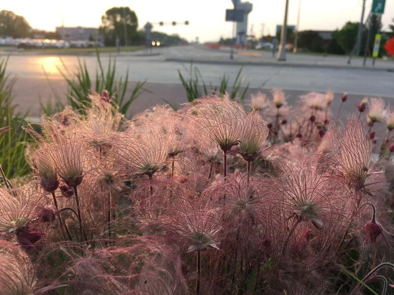 Prairie Smoke (Geum triflorum) 3-pack of pots — Blazing Star Gardens