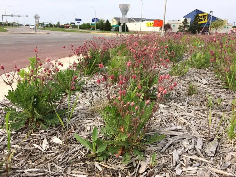 Prairie Smoke (Geum triflorum) 3-pack of pots — Blazing Star Gardens