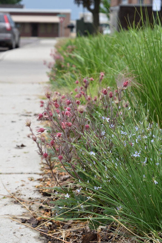 Prairie Smoke (Geum triflorum) 3-pack of pots — Blazing Star Gardens